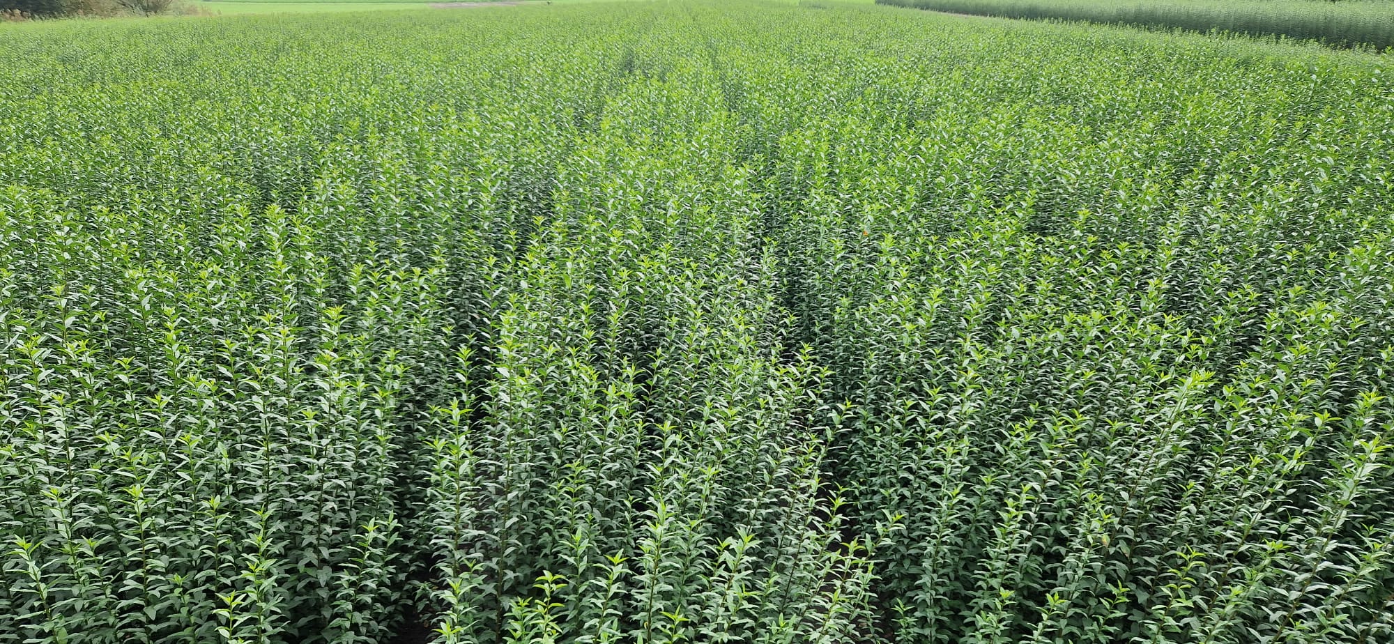 Privet cultivars met kluit - Holland Hedgeplants