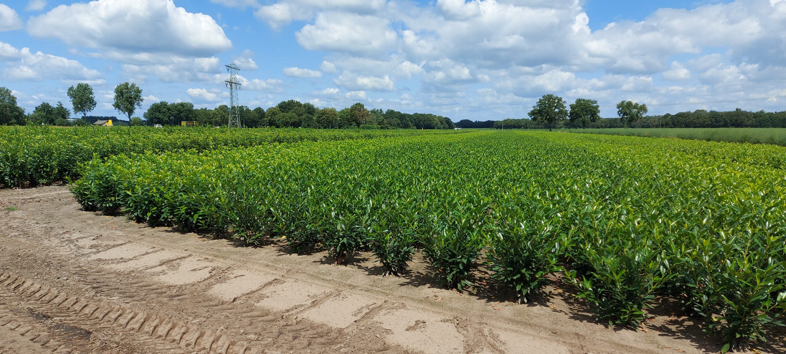 Laurel cultivars met kluit - Holland Hedgeplants